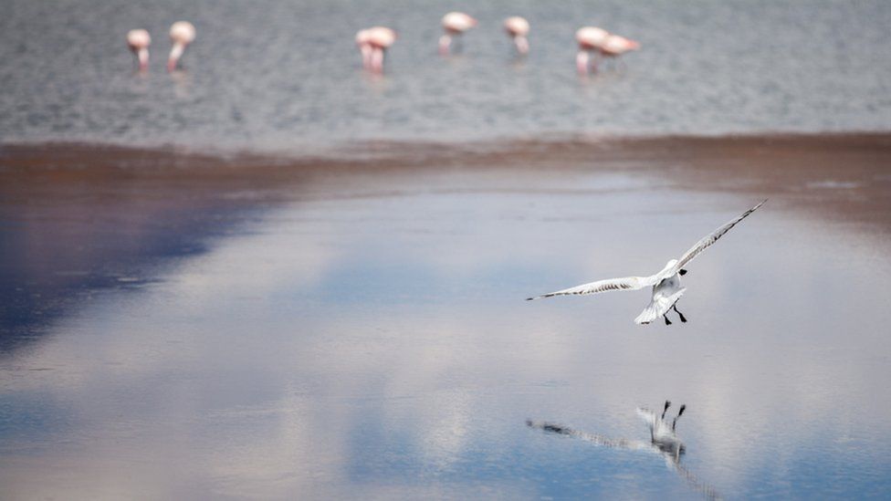 In pictures: The world's largest salt flat in Bolivia - BBC News