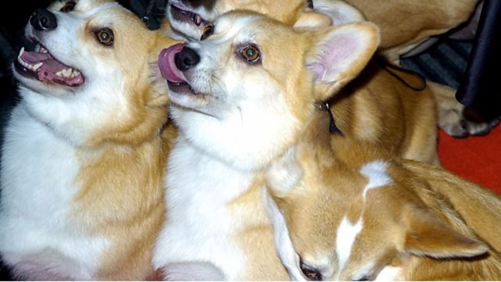 New corgi film leads to rise in popularity of Pembroke Welsh breed ...