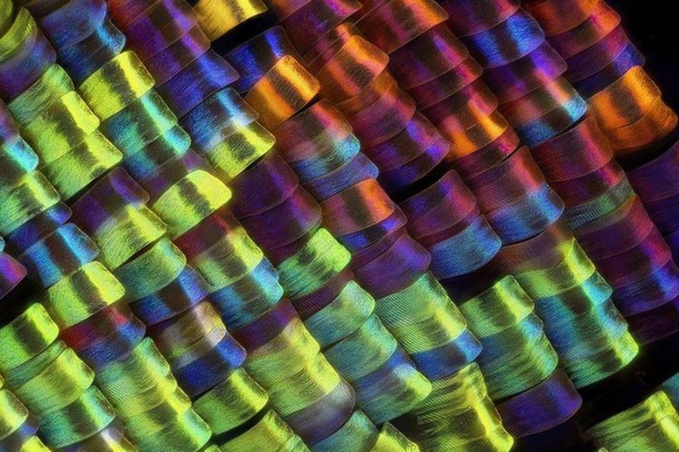 When art meets science, check out these neon pics from under the ...