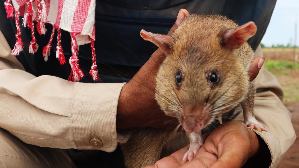 Landmine-sniffing rat continues legacy of fallen hero - BBC News