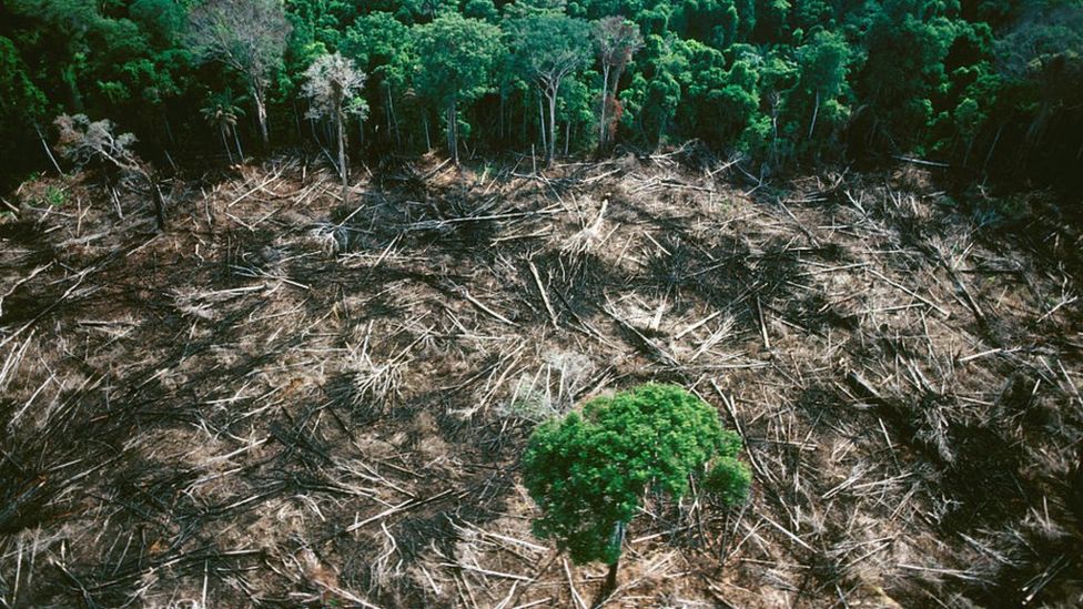 COP26: 100 countries promise to end deforestation by 2030 - BBC Newsround