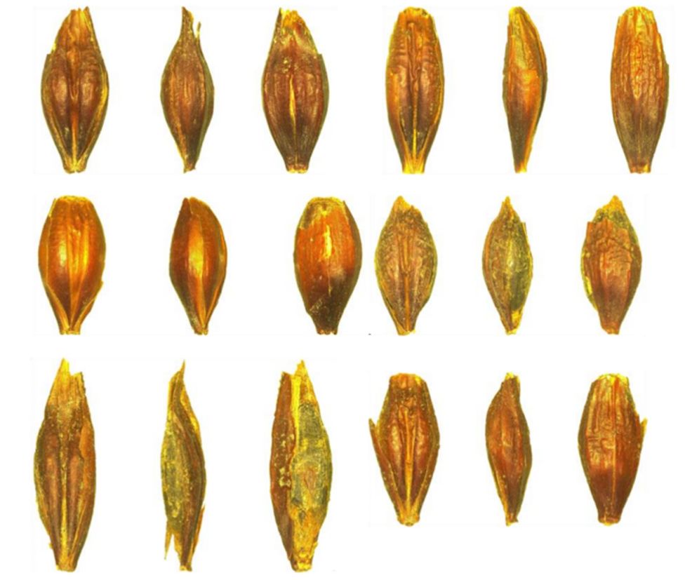 Ancient barley DNA gives insight into crop development - BBC News