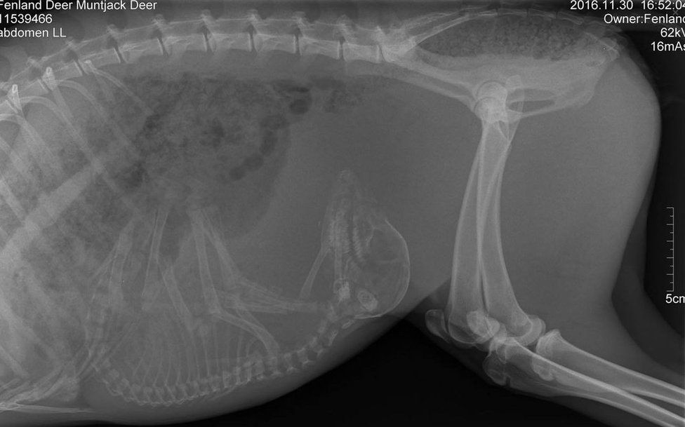 Rescued Cambridgeshire deer discovered to be pregnant - BBC News