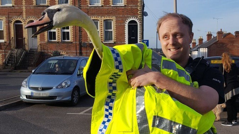 PC in 'Hot Fuzz' swan chase near Reading - BBC News