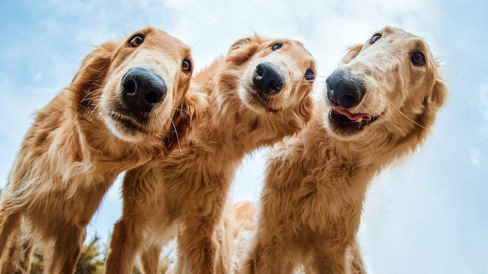 Dog Pictures: Kennel Club Dog Photographer of the Year competition ...