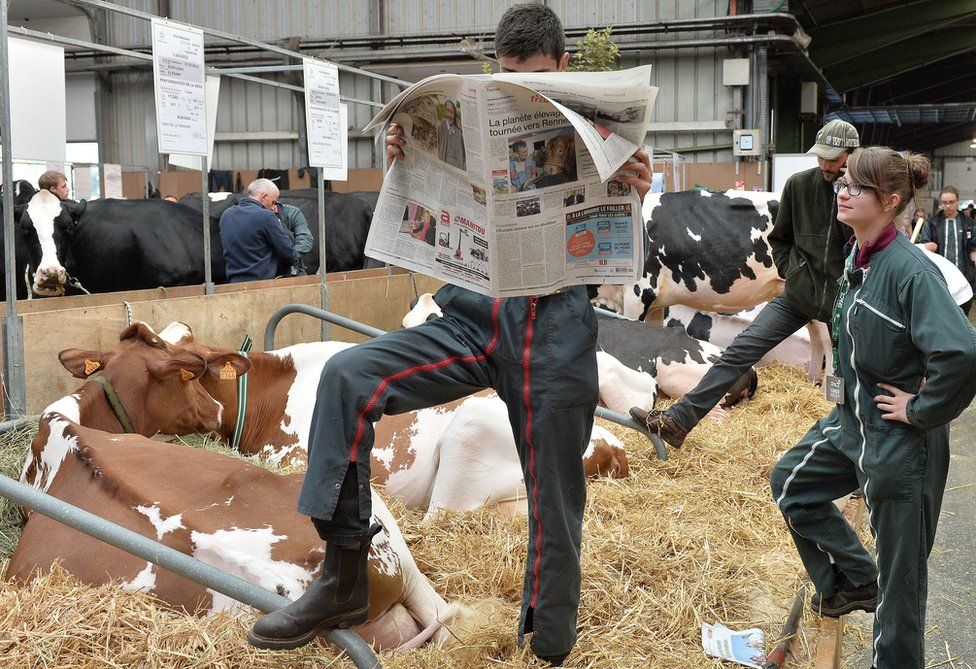 Caption Challenge: What cows? - BBC News