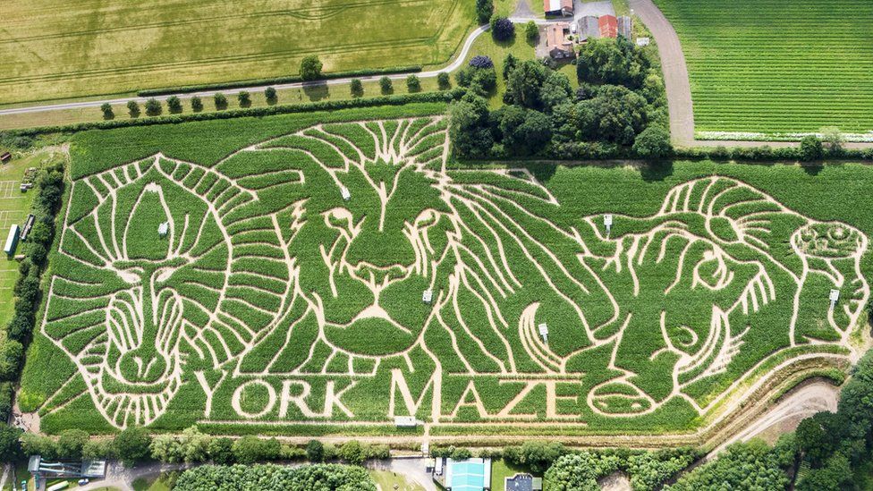 11 amazing mazes: Lion King, Doctor Who and more - BBC Newsround