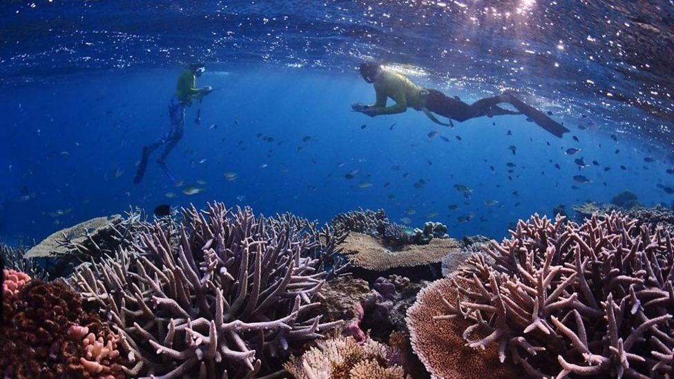 Why is the Great Barrier Reef in trouble? A simple guide - BBC News