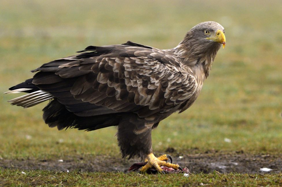 White-tailed eagle chicks hatch in County Clare - BBC News
