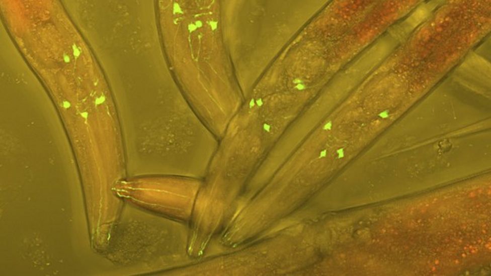 Sound waves used to activate brain cells in a worm - BBC News