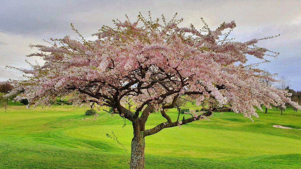 Stunning displays as blossom season begins - BBC Weather