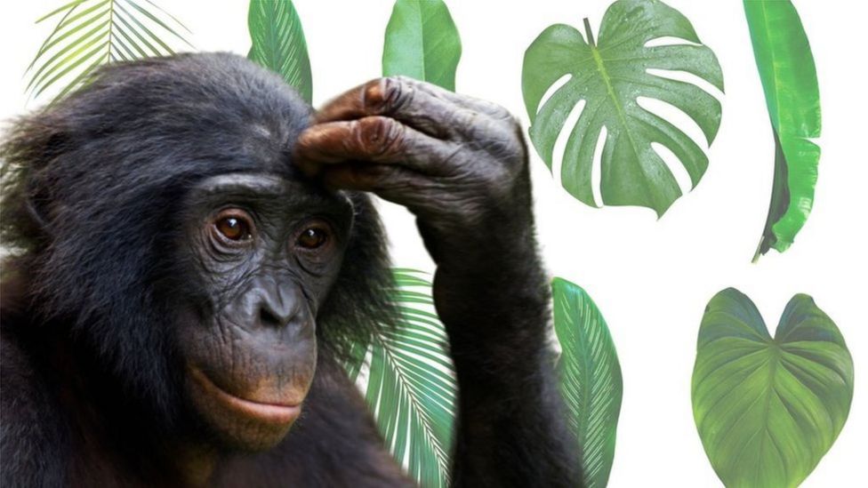 Chimps and bonobos use same gestures as humans to communicate - BBC ...
