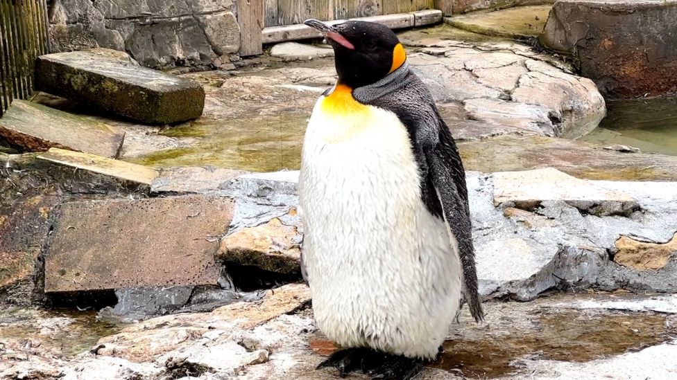 World's best penguin contest won by Cotswolds Birdland resident - BBC News