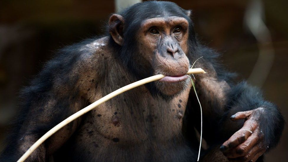 It's official - chimps love to boogie! - BBC Newsround