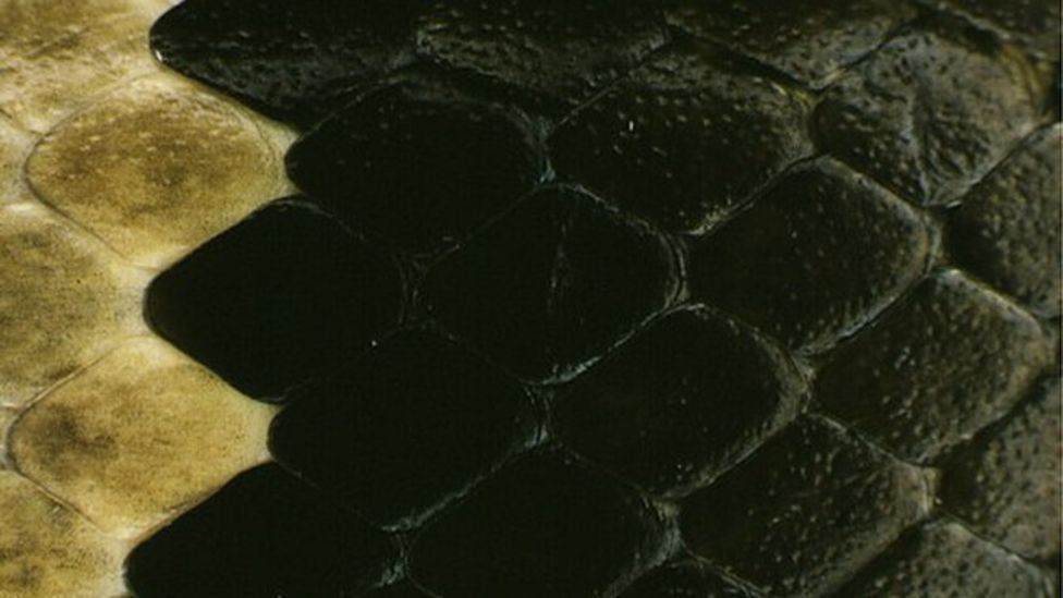 Snake's belly slides on fatty film - BBC News