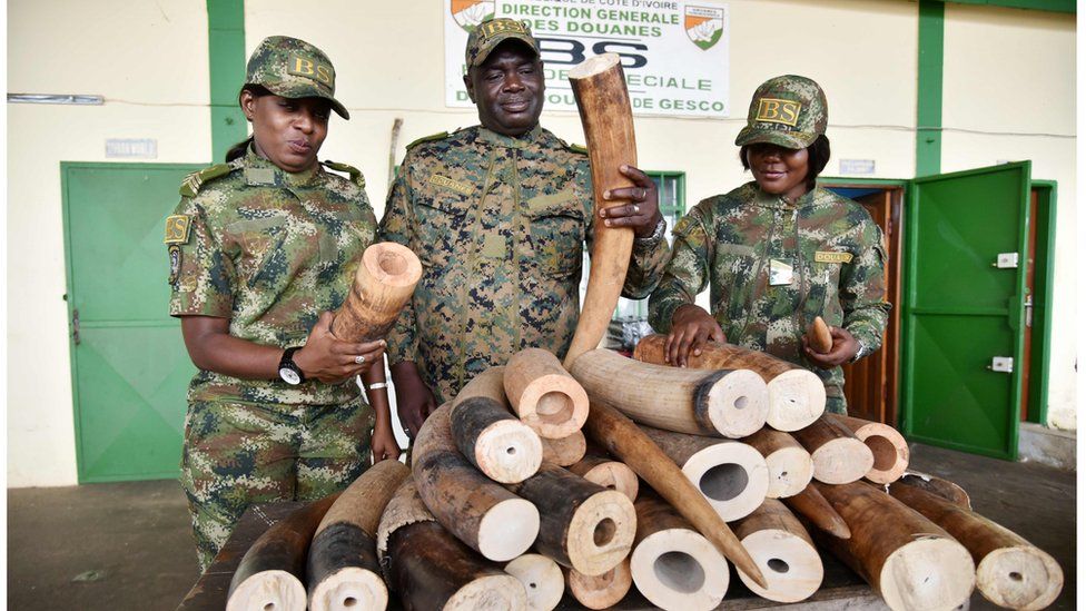 East Asian networks 'smuggle ivory across Africa' - BBC News
