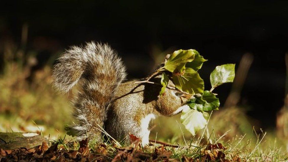 Animals in weather 2018 - BBC Weather