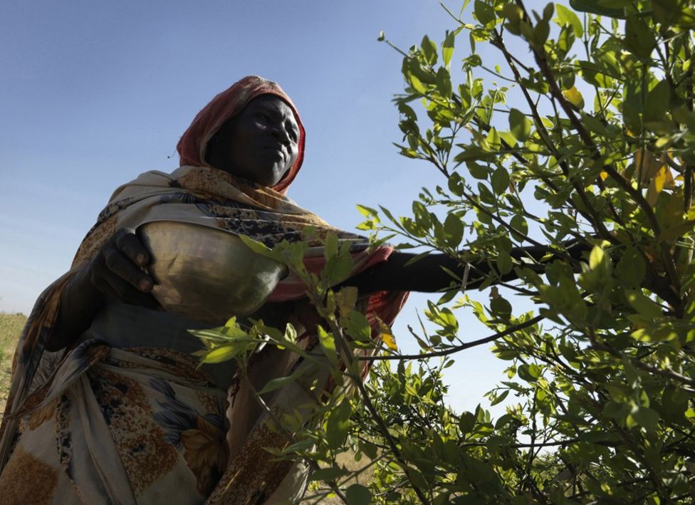 In pictures: A young girl's life in Chad - BBC News