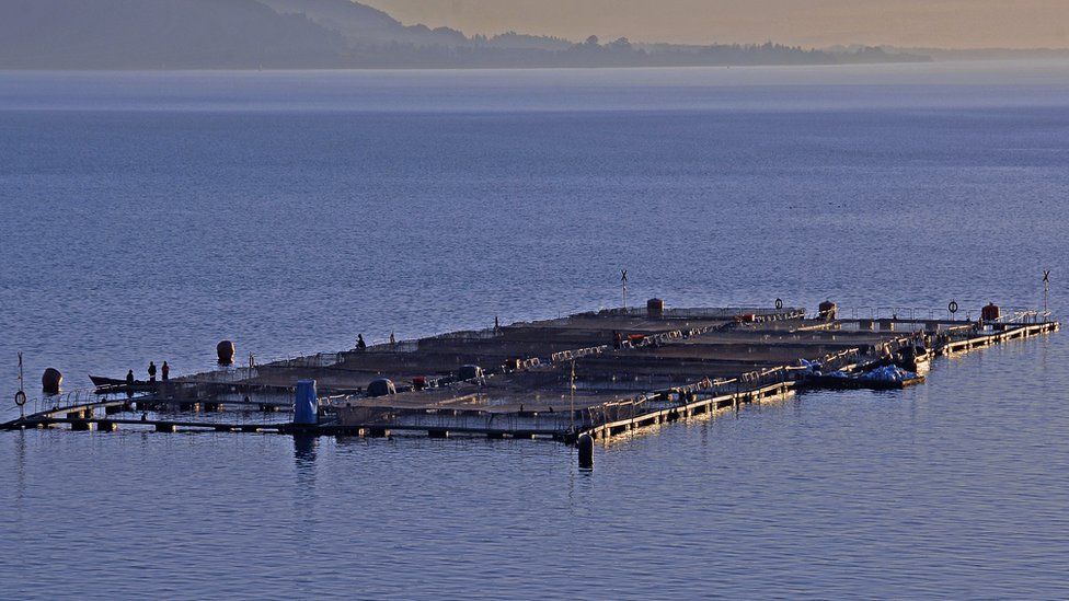Farmed Atlantic salmon production down - BBC News