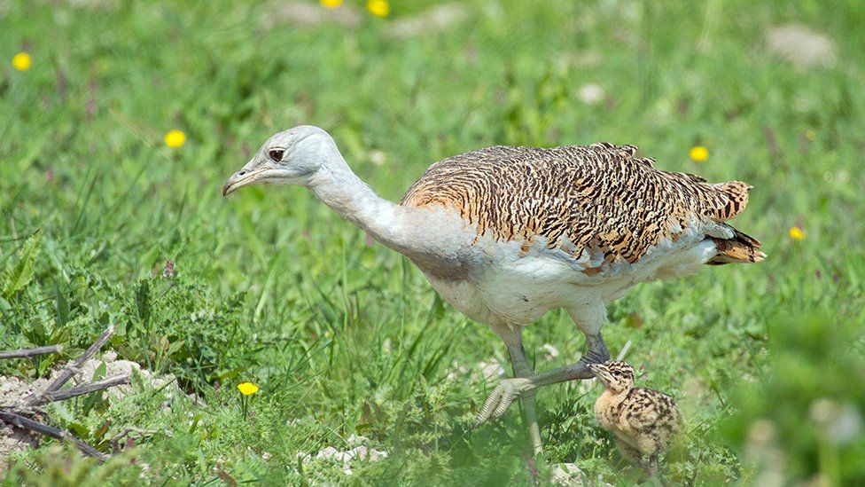 Great bustard chicks survive incubator power cut - BBC News