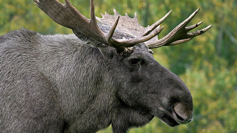 Joe Pasquale impaled in freak moose antler incident in Skegness - BBC News