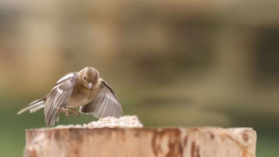 Oriel: arwyddion cynta'r gwanwyn - BBC Cymru Fyw