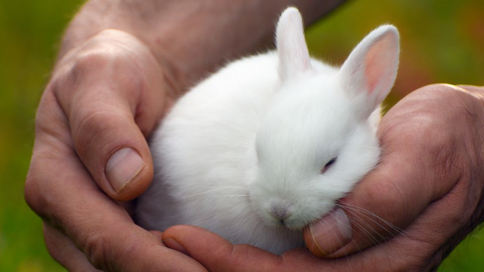 Thousands vote flat-faced rabbits top of cuteness survey - BBC News