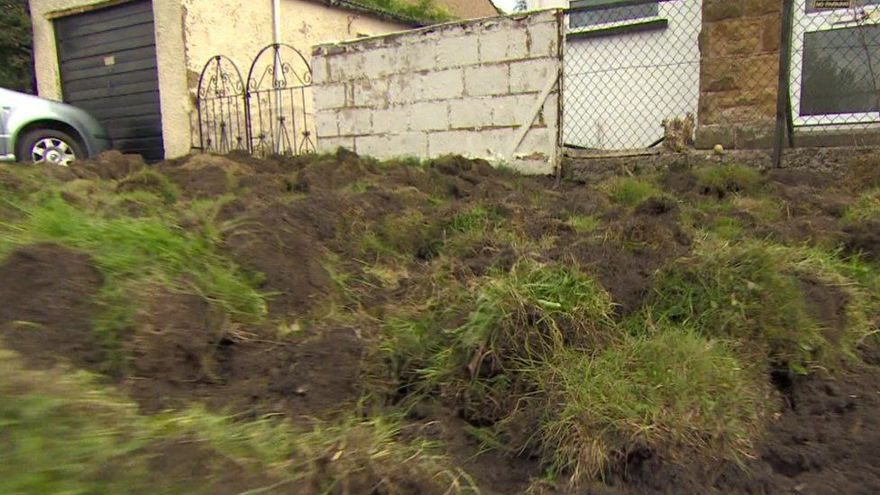 Action urged after wild boar dig up Forest of Dean graveyard - BBC News