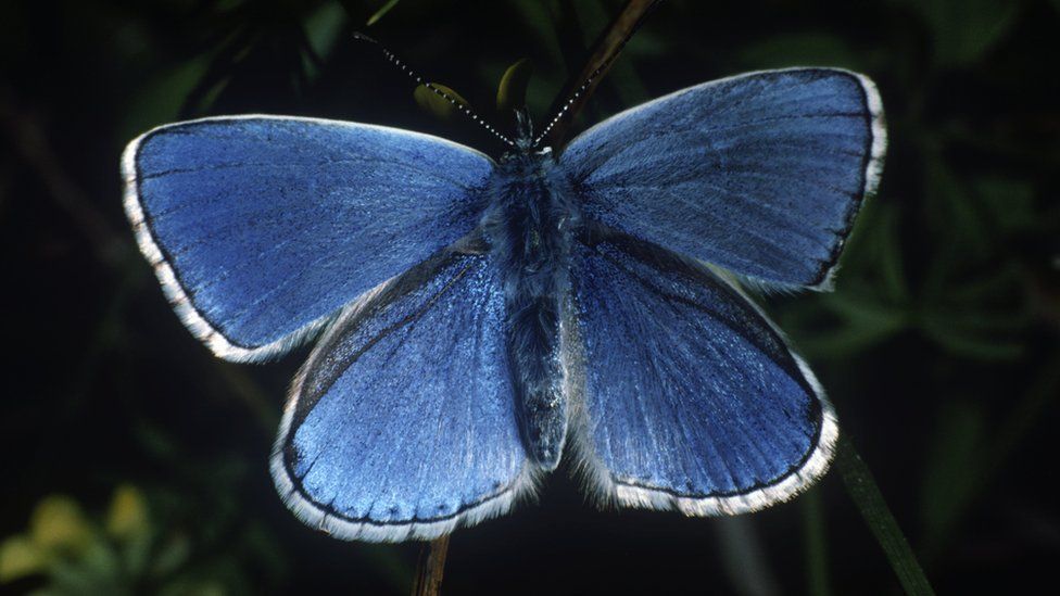 Recent hot weather could mean more blue butterflies - BBC Newsround
