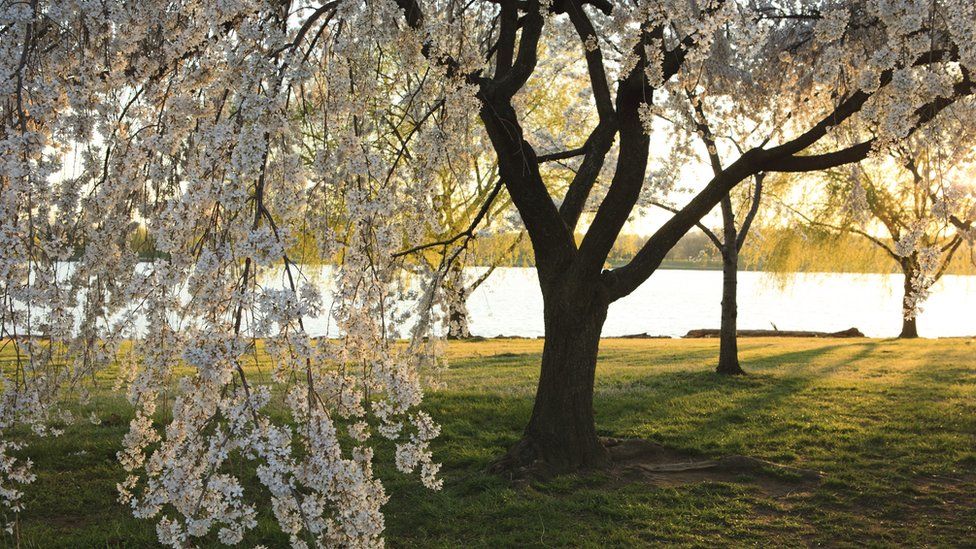 In Pictures: 100 years of Washington cherry blossom - BBC News