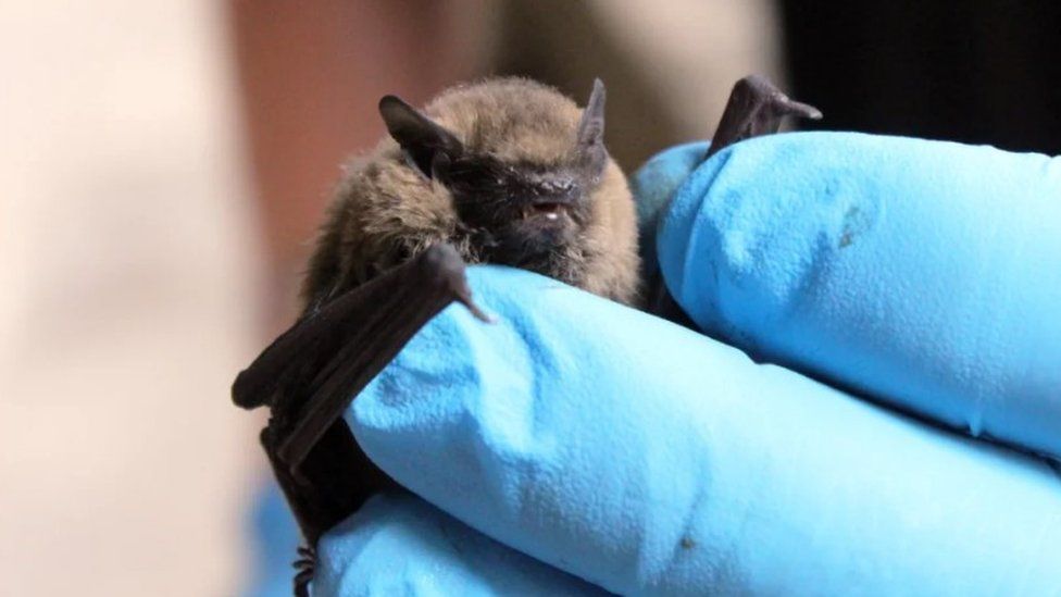 Dehydrated bats fell from Durham Cathedral roof in heatwave - BBC News