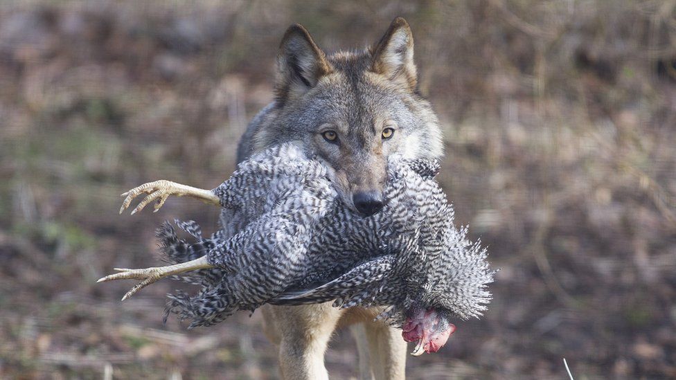 Wolves Aurora and Loki settle into their new Dundee home - BBC News