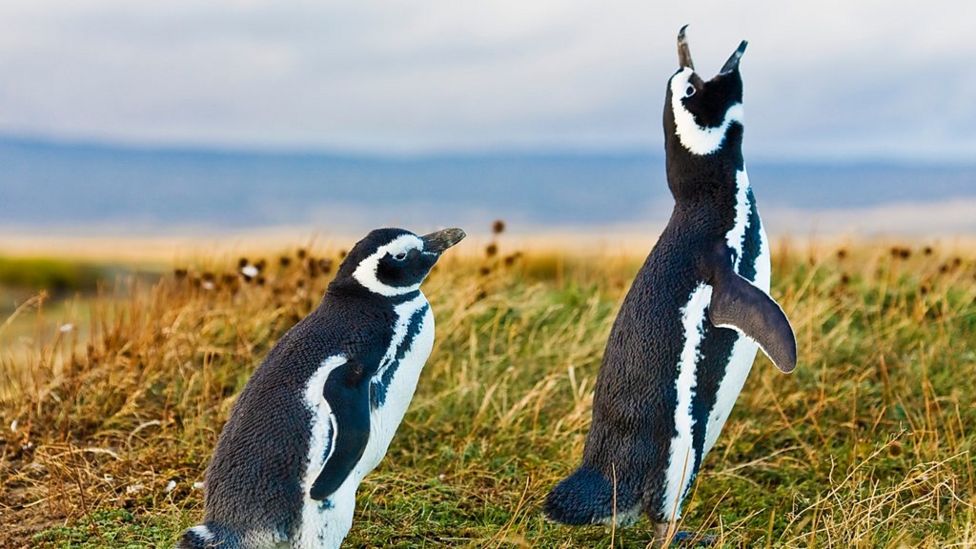 Penguin thefts at zoo leads to man's guilty plea - BBC News