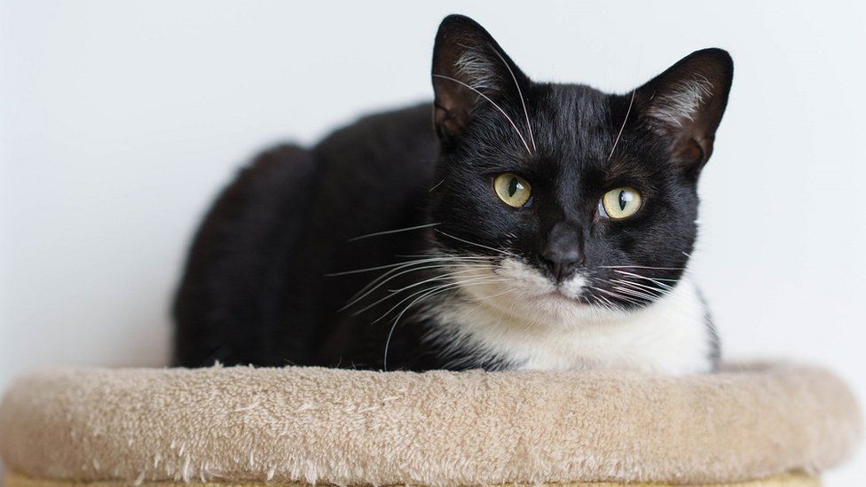 National Cat Awards 2023: Meet the finalists! - BBC Newsround