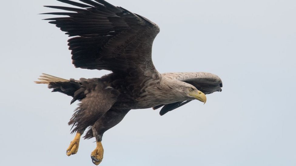 White-tailed eagle returns to England - BBC News