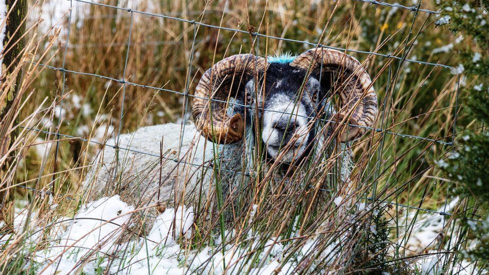 Capturing the beauty of winter across Northern Ireland - BBC News