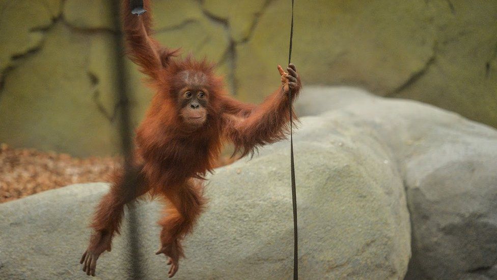 Chester Zoo 'playground' for orangutans and gibbons opens - BBC News