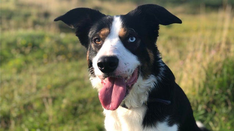 Beth yw dyfodol y ci defaid Cymreig? - BBC Cymru Fyw