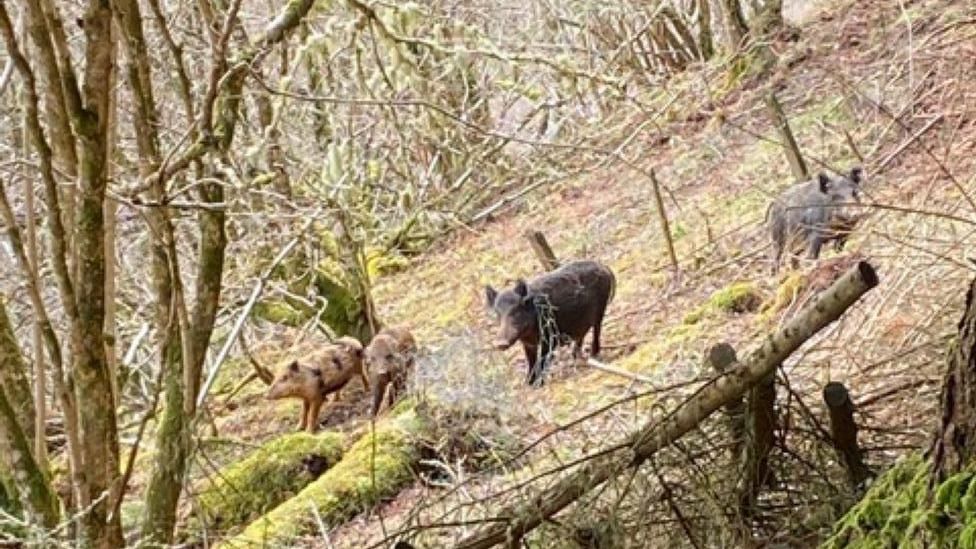 Milleadh nam mucan is muinntir a' Ghlinne Mhòir - Naidheachdan a' BhBC