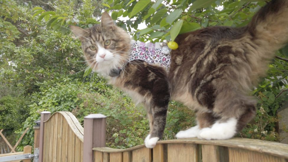Guernsey cat covers more miles than family car in a month - BBC News