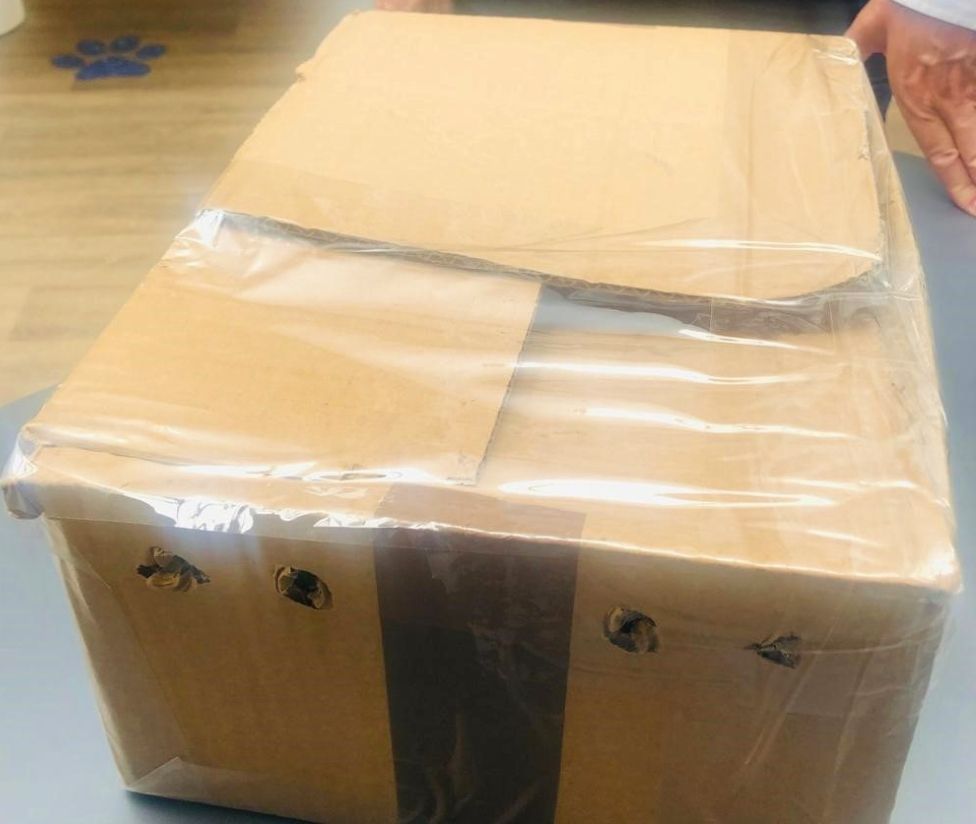 Wollaton: Six-week-old kittens found in box on top of bin - BBC News