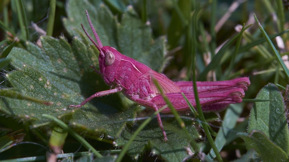 Anglesey: Rare pink grasshopper spotted in garden - BBC News