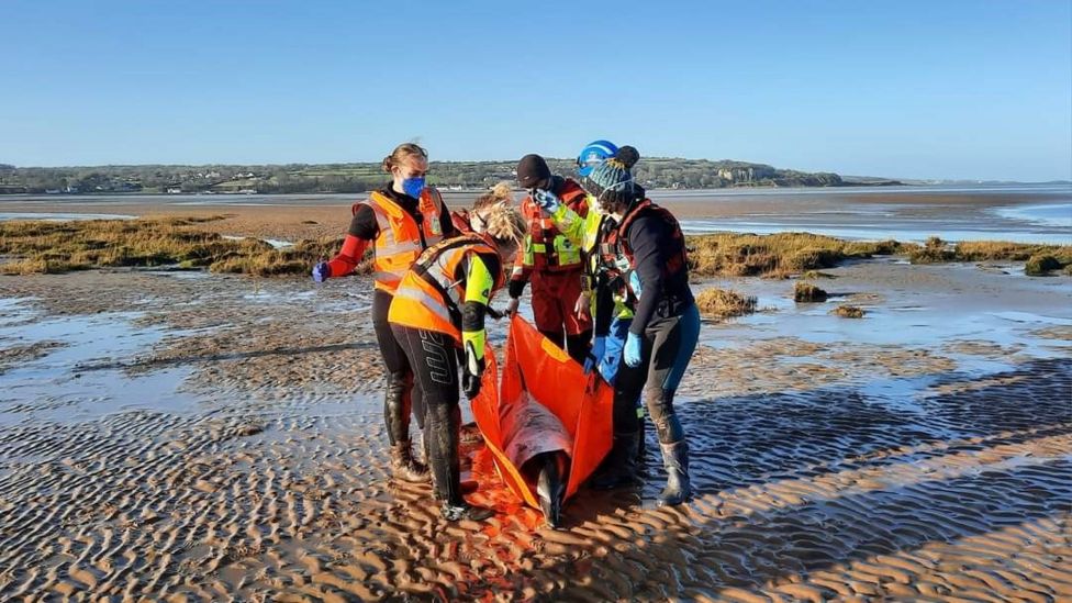 Anglesey: Dolphin dies after two stranded on beaches - BBC News