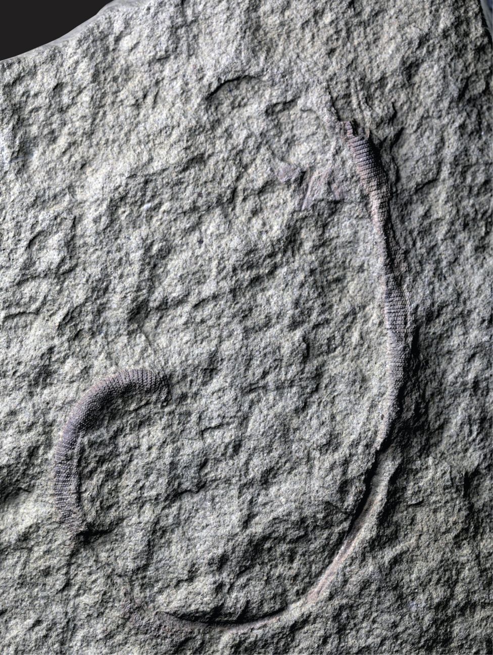 Ancient worm had 'retractable throat' and 'hooks on its head' - BBC ...