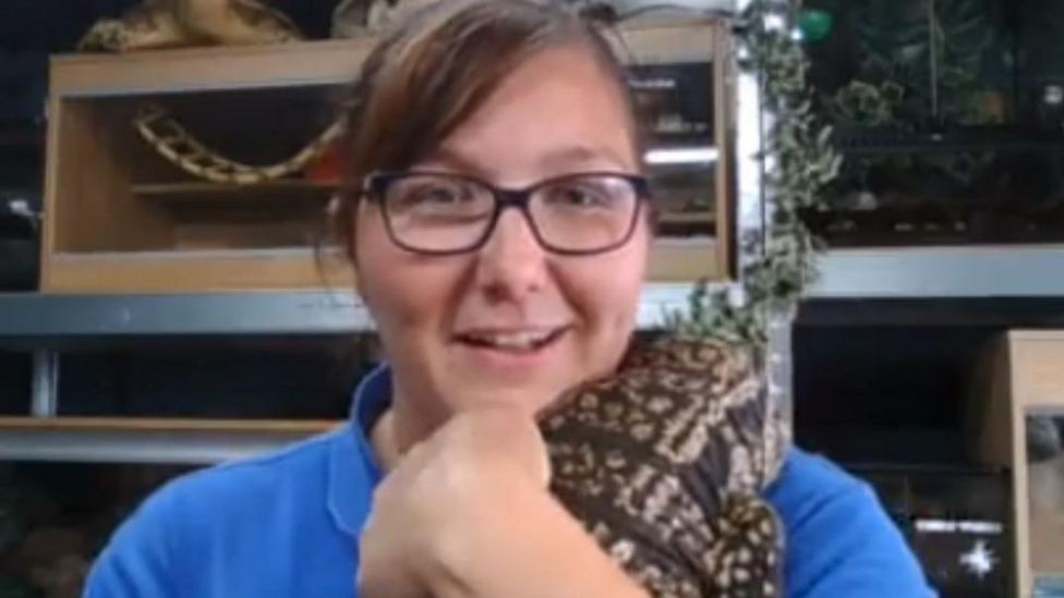 Missing 'T. rex' lizard missing for two weeks found outside home - BBC News