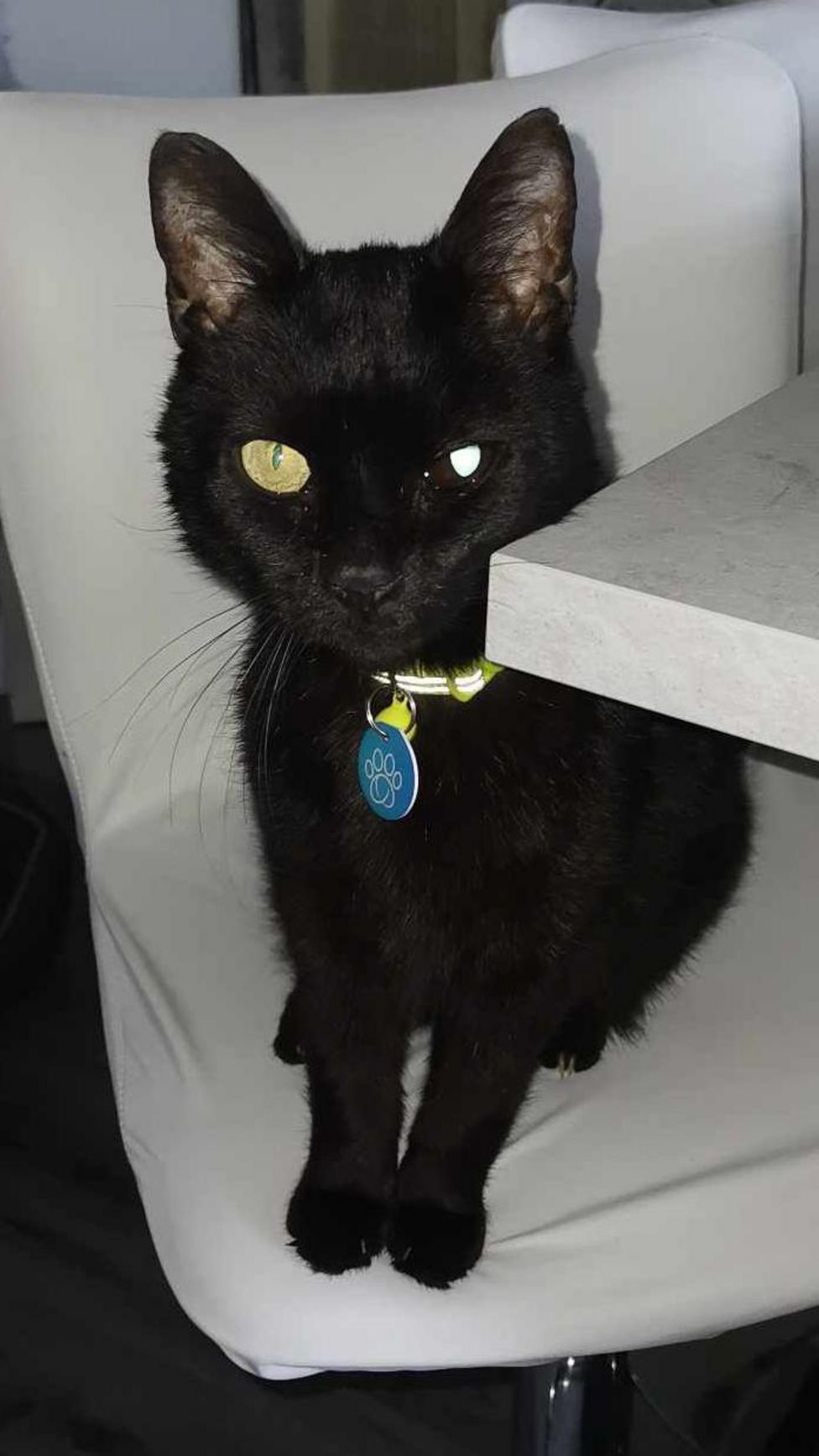 The curious case of the missing Lanarkshire cats - BBC News