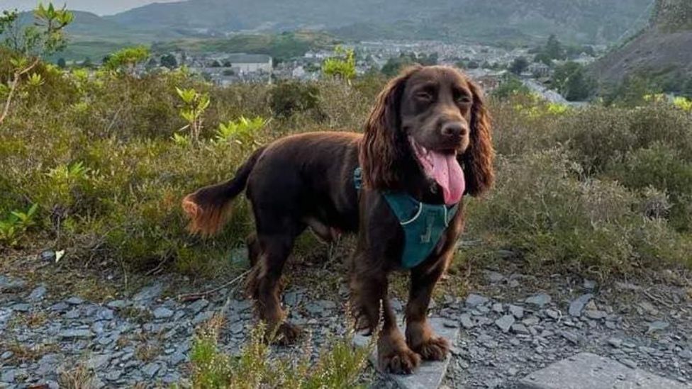 Blaenau Ffestiniog quarry dog rescuers praised for efforts - BBC News