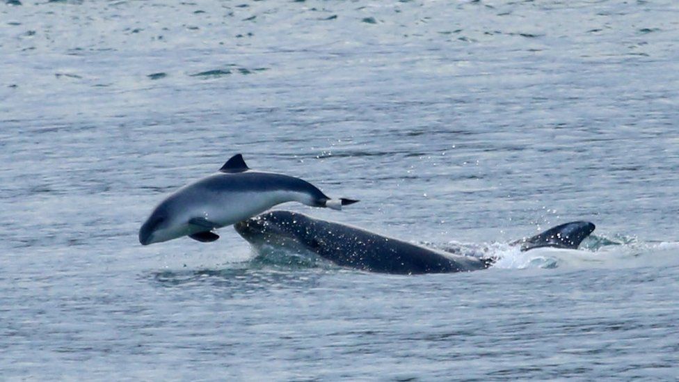 Arctic visitors in Irish waters and the dark side of dolphins - BBC News