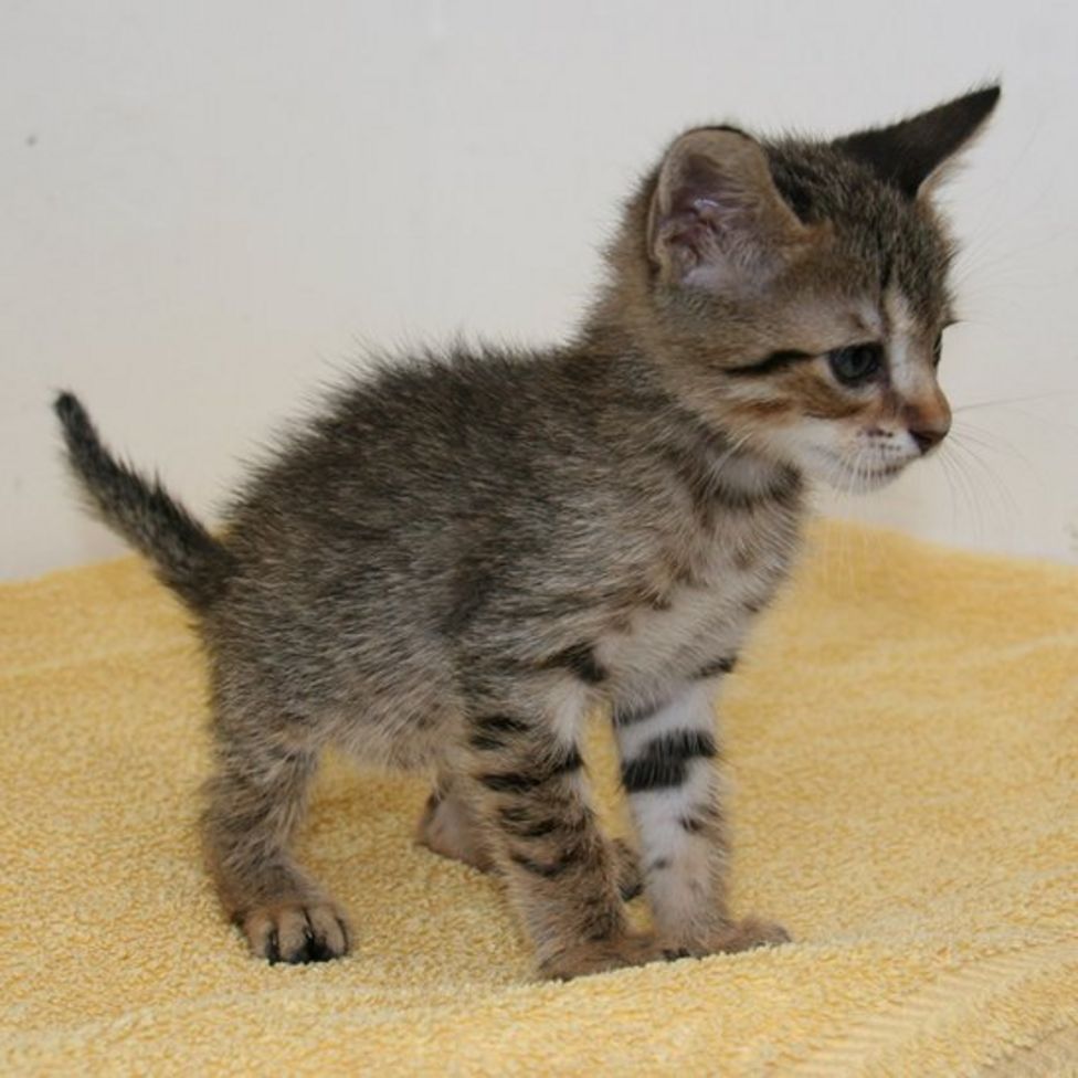 Stowaway Spanish kitten Paella to be re-homed in Hampshire - BBC News