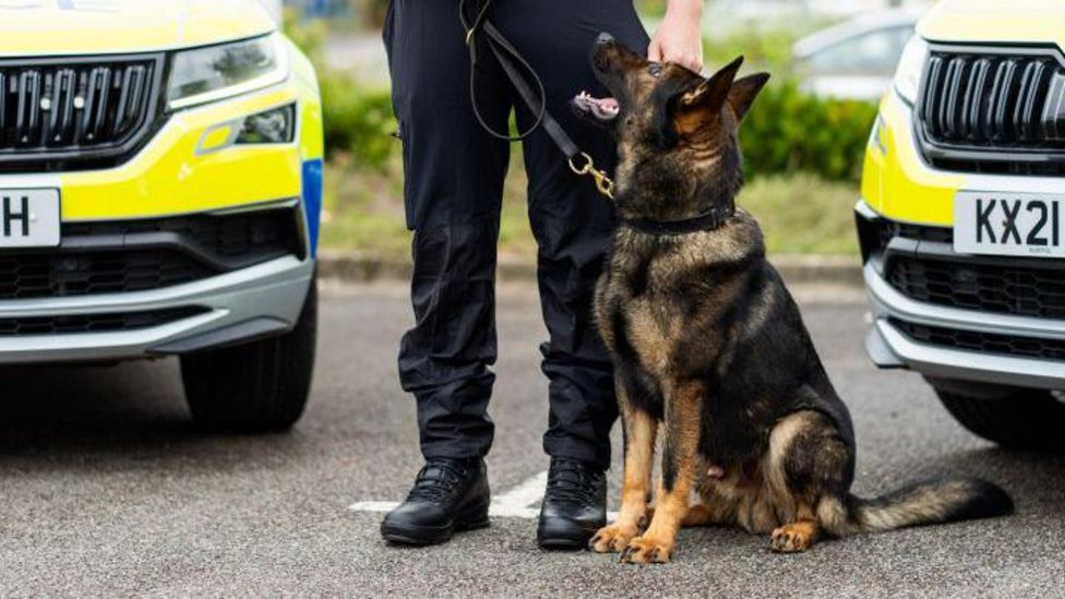 Northamptonshire police dogs graduate into the force - BBC News